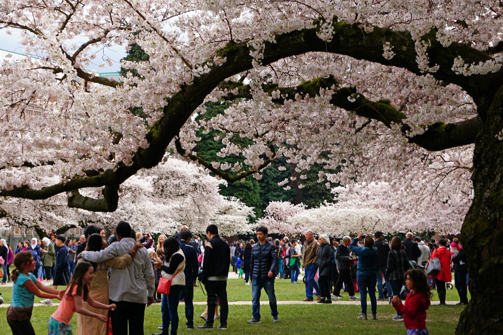 University of Washington Cherry Blossoms – Seattle Food & More